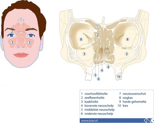 Neusbijholten - Keel-Neus-Oorheelkunde en Heelkunde van het Hoofd ...