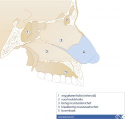 Neusbijholten - Keel-Neus-Oorheelkunde en Heelkunde van het Hoofd ...