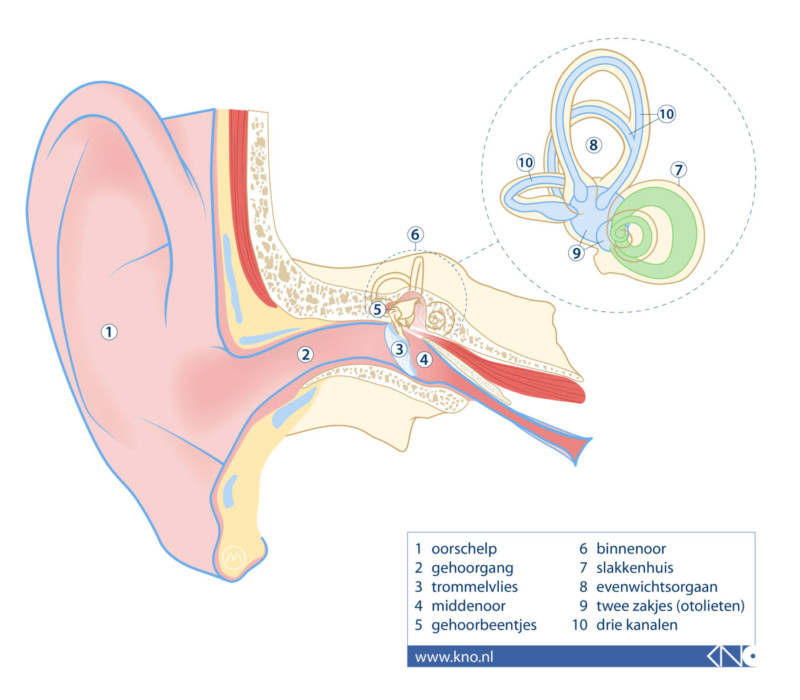 BPPD - Keel-Neus-Oorheelkunde en Heelkunde van het Hoofd-Halsgebied