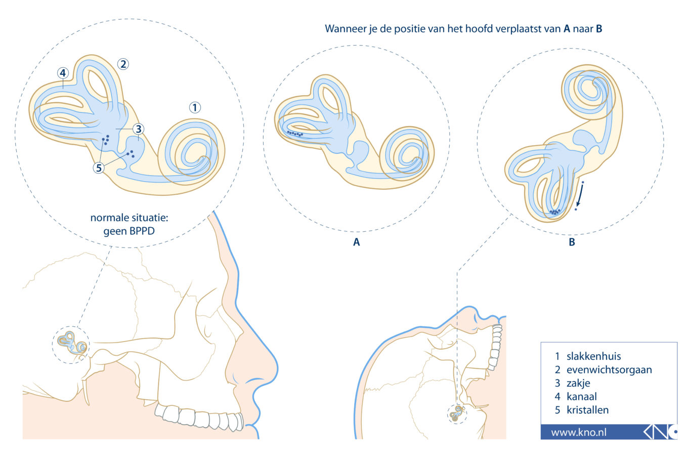 BPPD - Keel-Neus-Oorheelkunde en Heelkunde van het Hoofd-Halsgebied