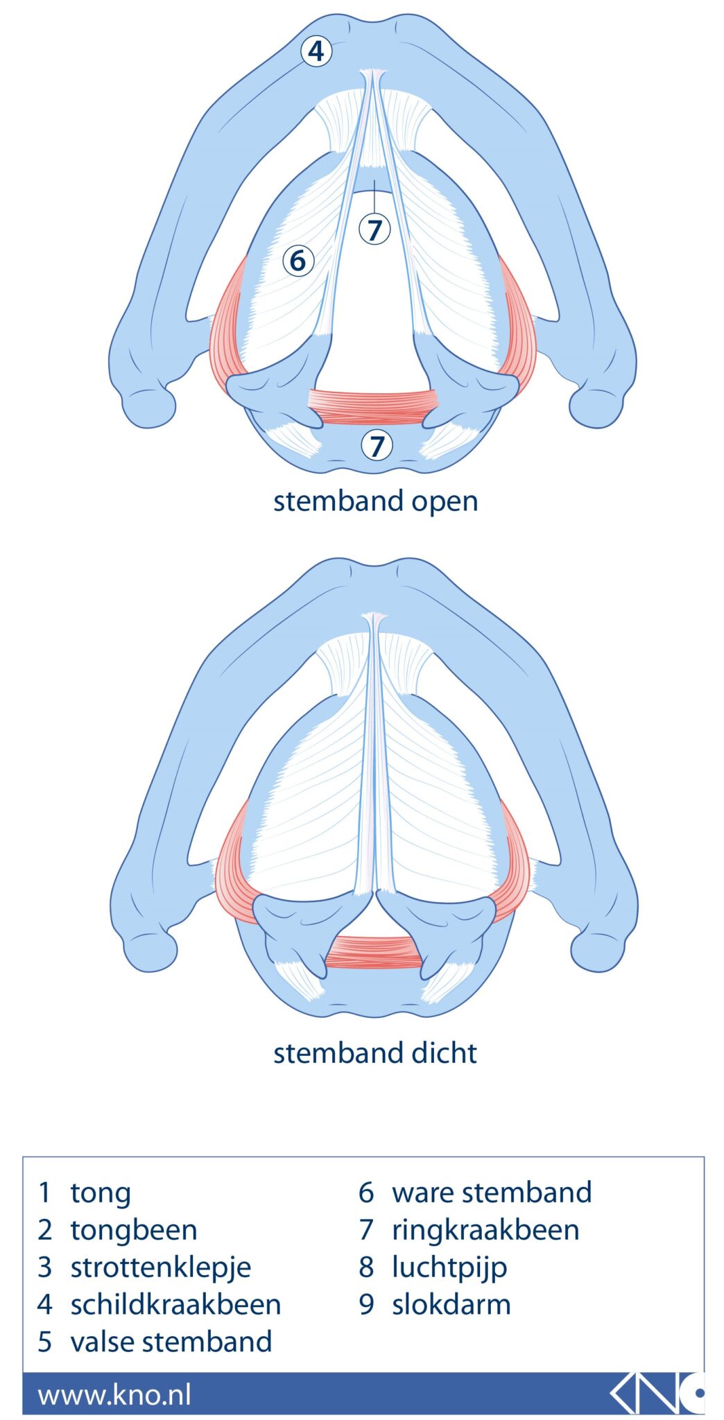 Algemene uitleg over stemaandoeningen - Keel-Neus-Oorheelkunde en ...