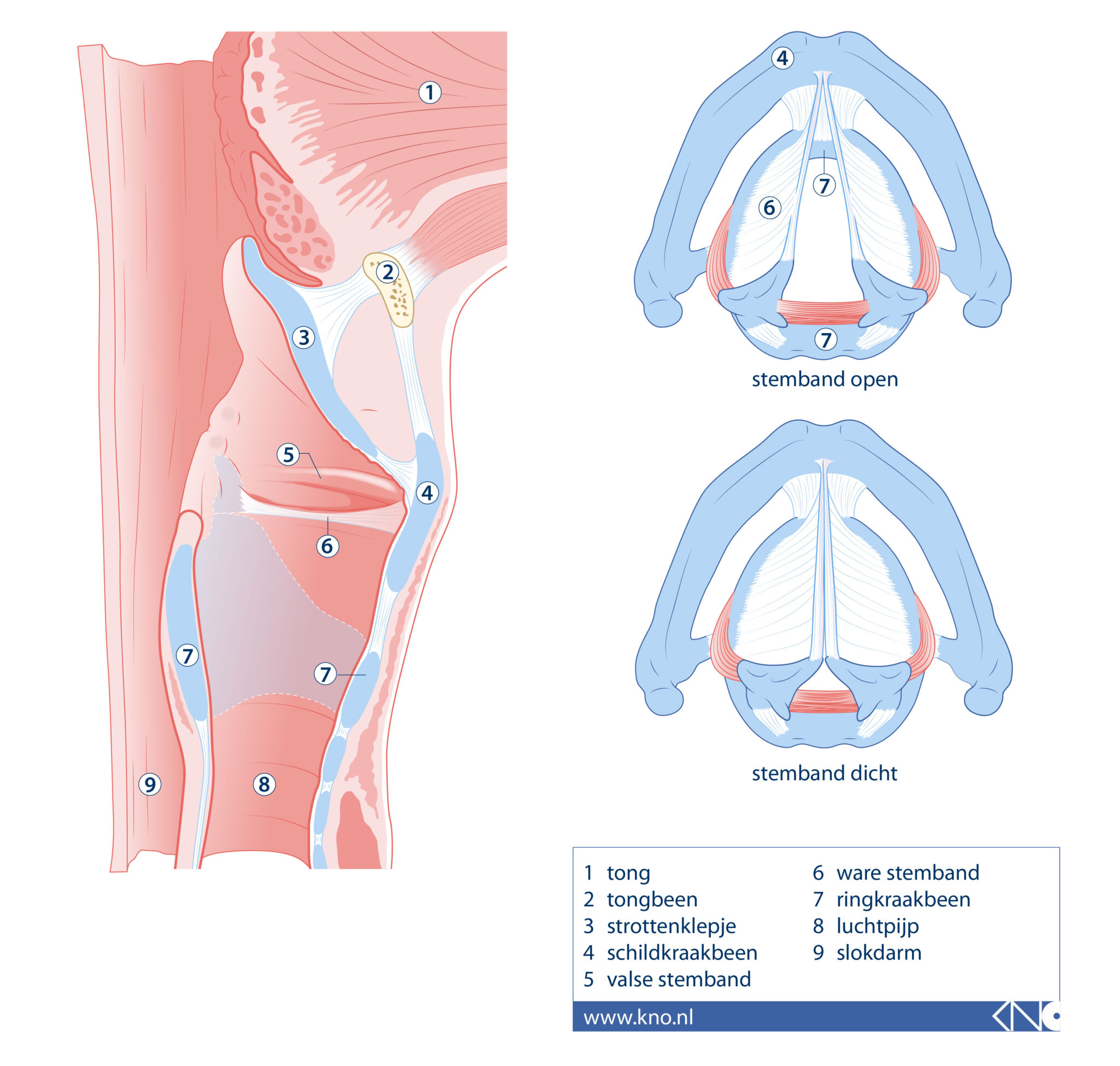 Stilstaande stemband (eenzijdig) - Keel-Neus-Oorheelkunde en Heelkunde ...
