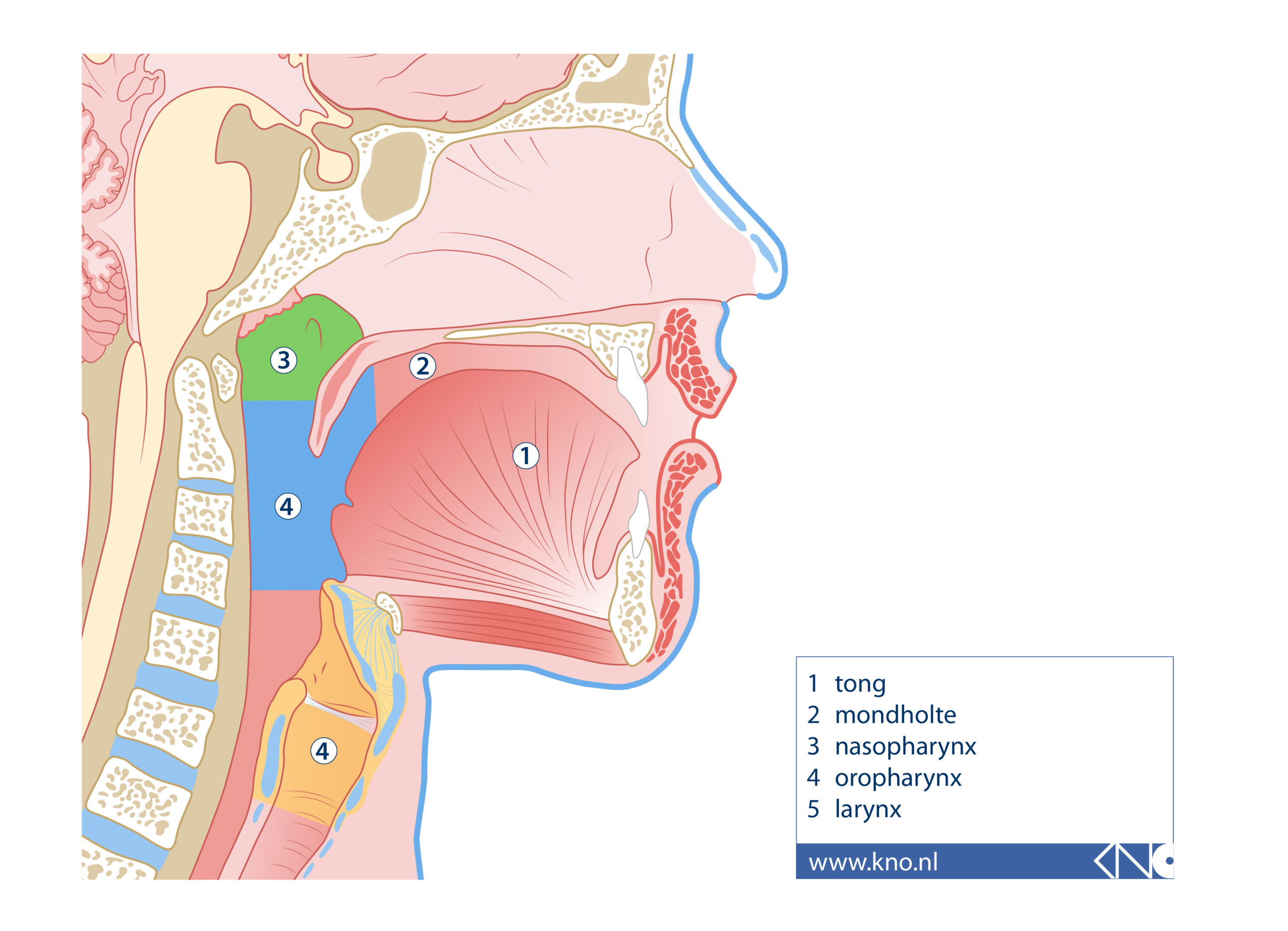 Anatomie Van Het Dak Van De Mond